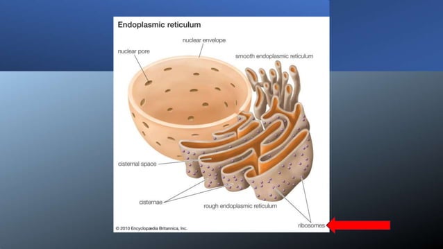 Mitochondria and ribosomes structure function and disorders | PPT
