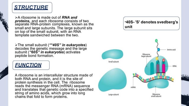 Mitochondria and ribosomes structure function and disorders | PPT