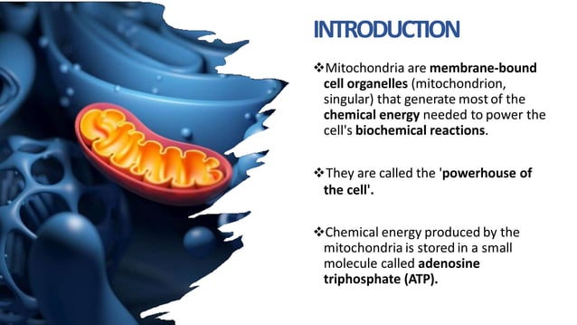 Mitochondria and ribosomes structure function and disorders | PPT