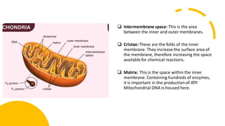 Mitochondria and ribosomes structure function and disorders | PPT