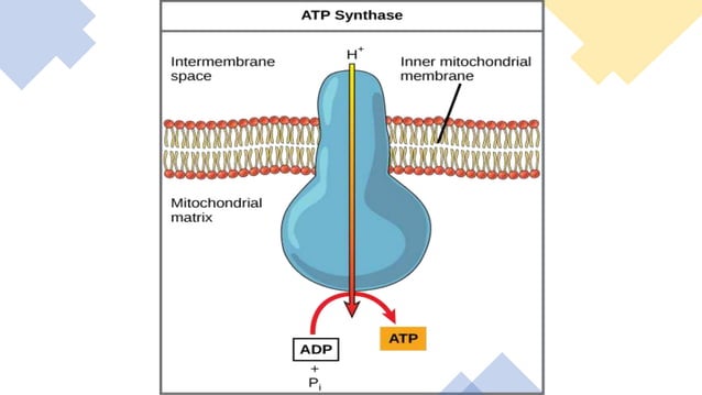 Mitochondria and ribosomes structure function and disorders | PPT