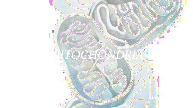 Mitochondria and ribosomes structure function and disorders | PPT