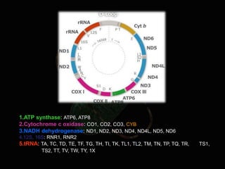 Mit DNA mutations in periodontics | PPT