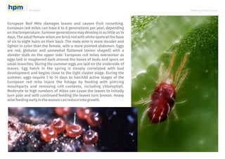Miteban ppt | PDF
