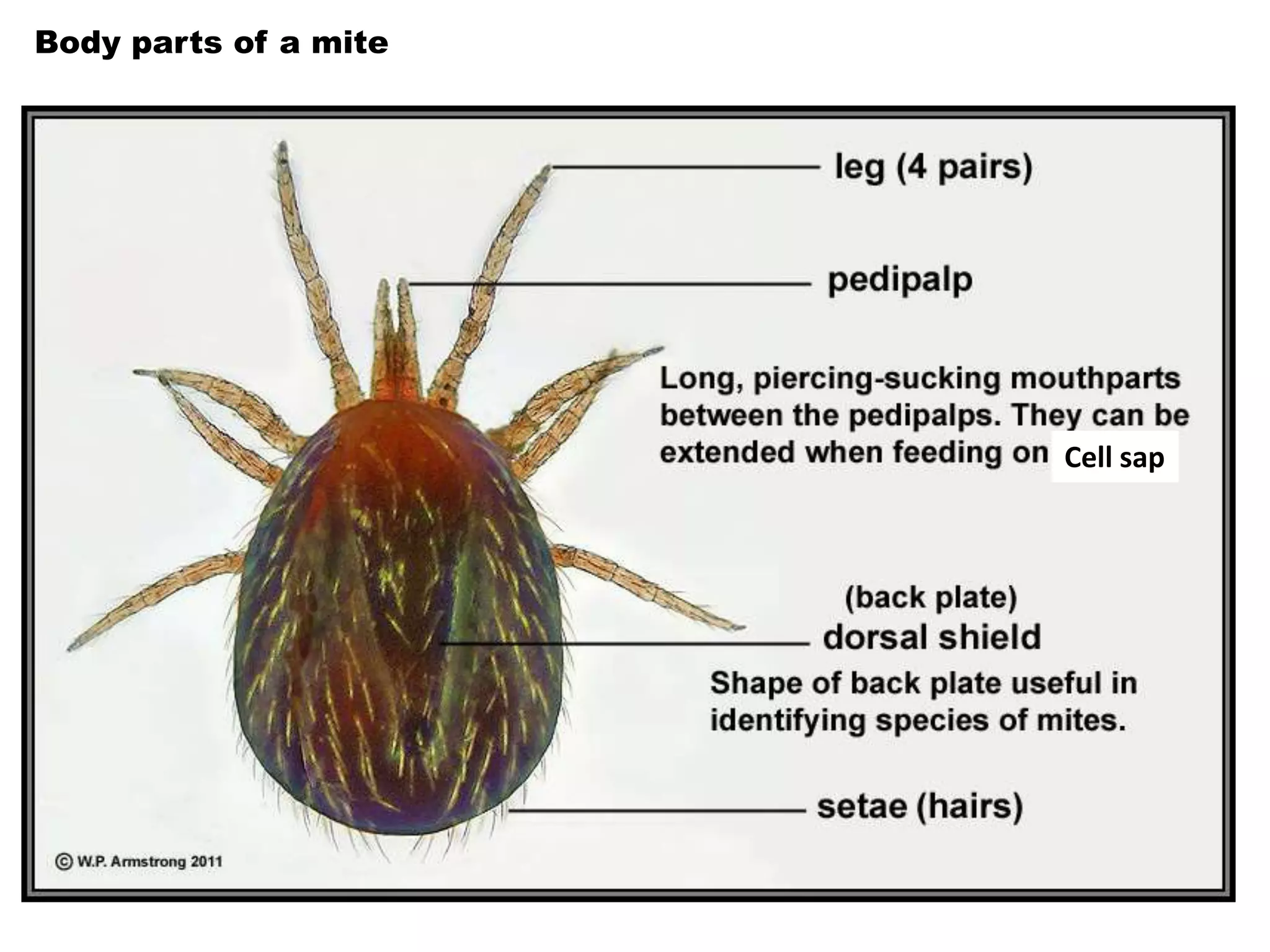 Mite damage of agricultural crops and its management | PPTX