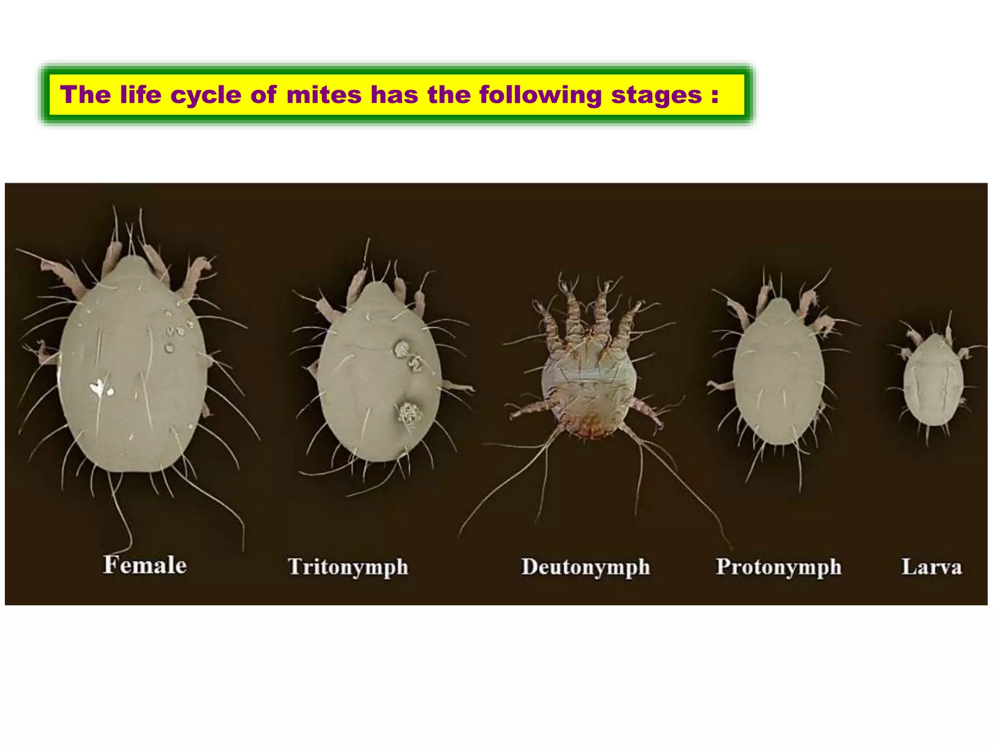 Mite damage of agricultural crops and its management | PPTX