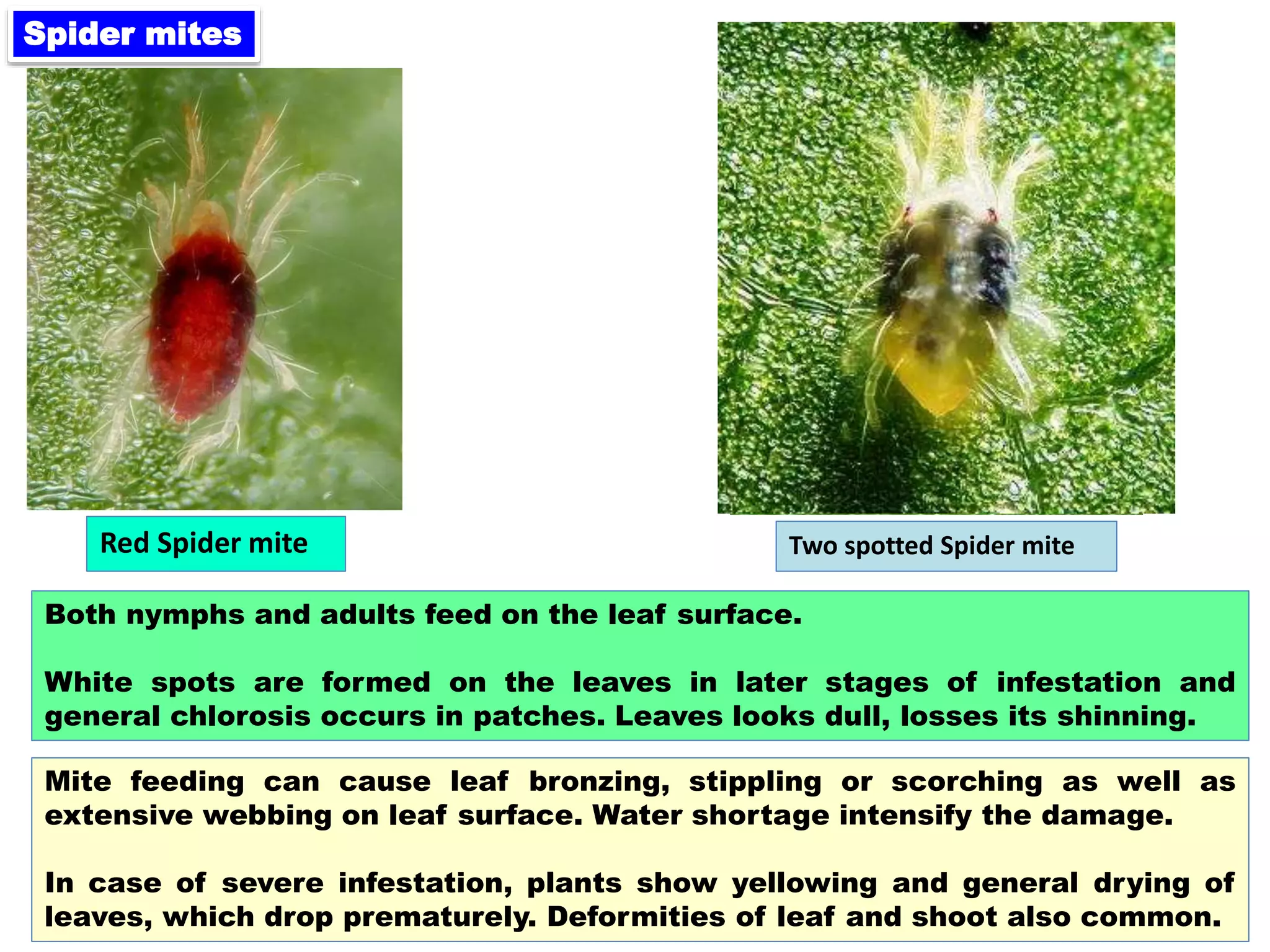 Mite damage of agricultural crops and its management | PPTX