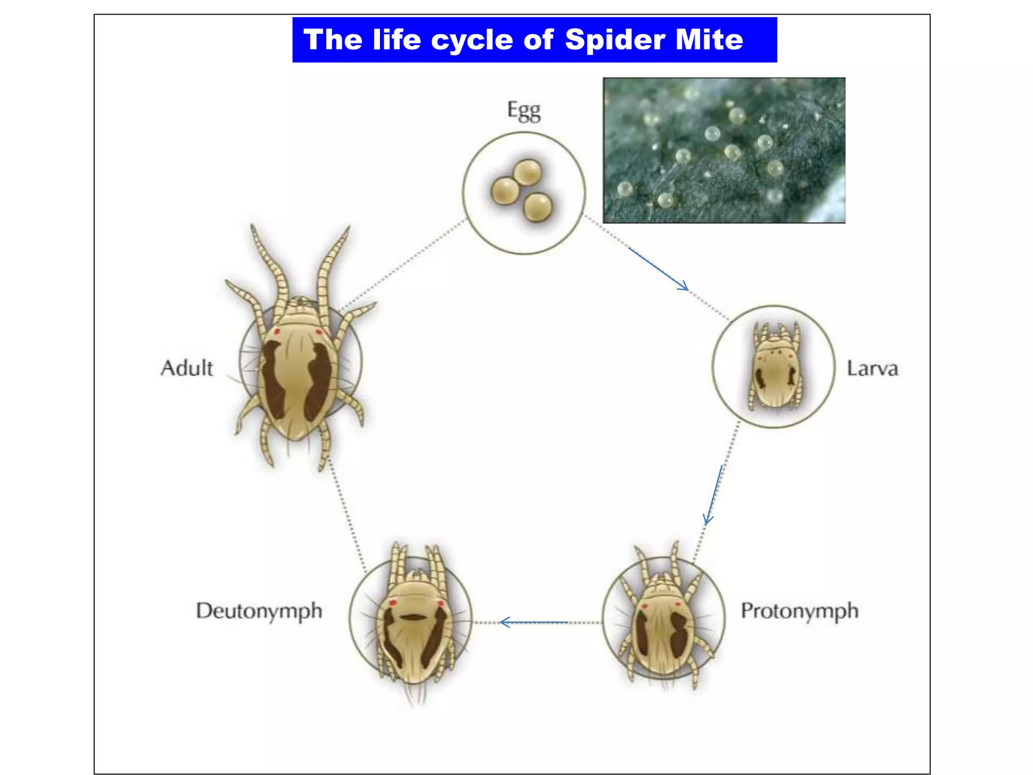 Mite damage of agricultural crops and its management | PPTX