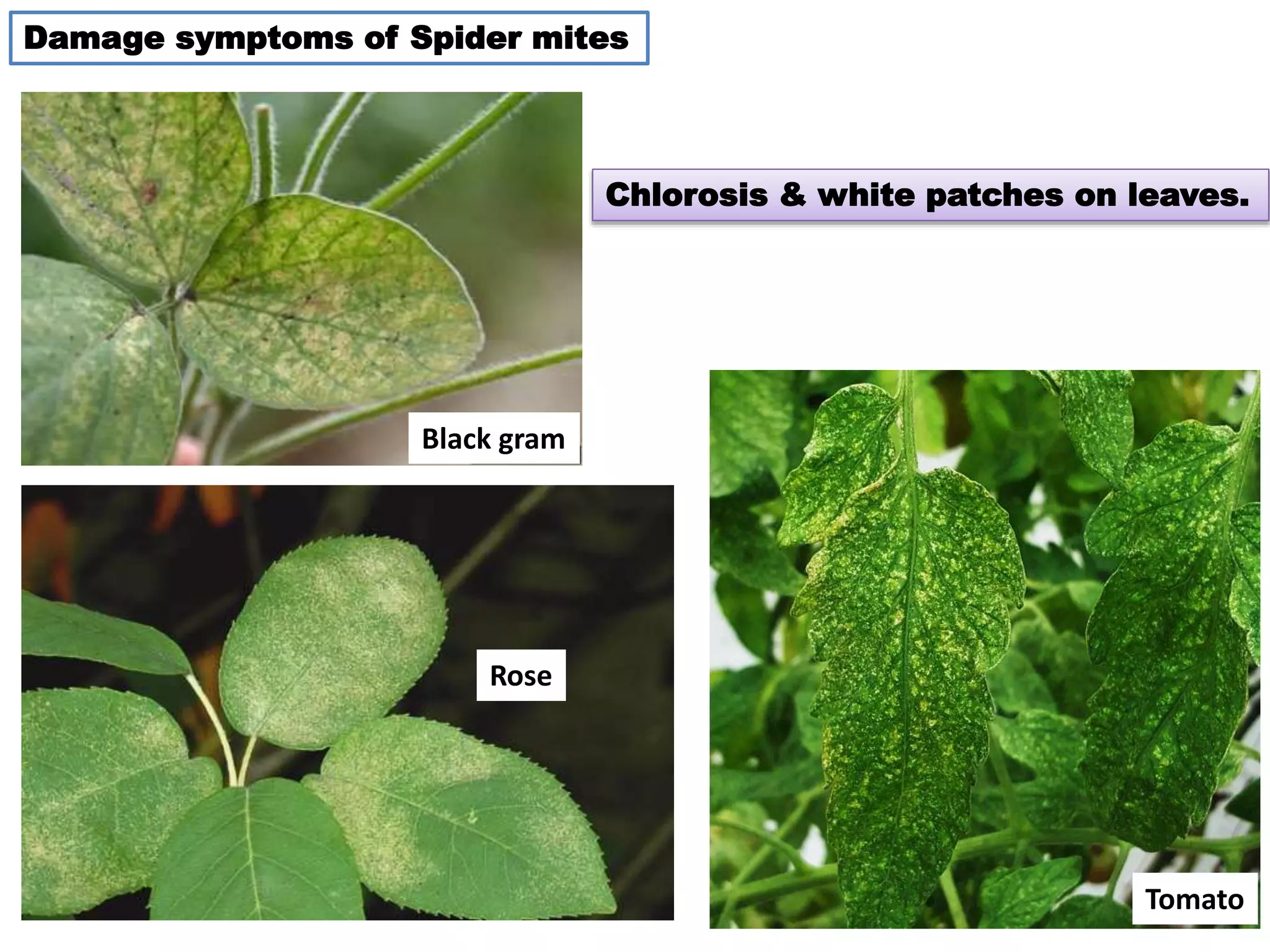 Mite damage of agricultural crops and its management | PPTX
