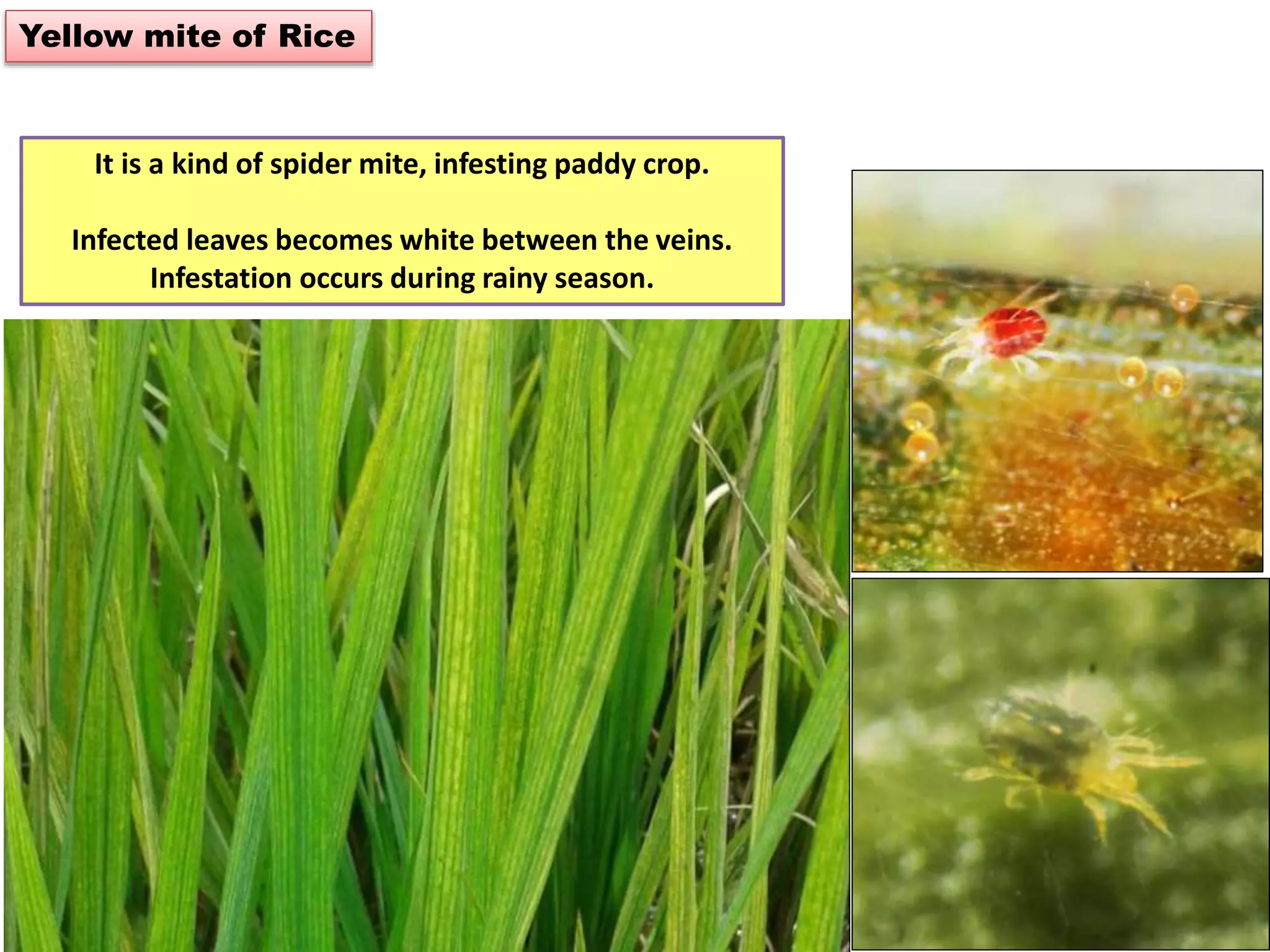 Mite damage of agricultural crops and its management | PPTX
