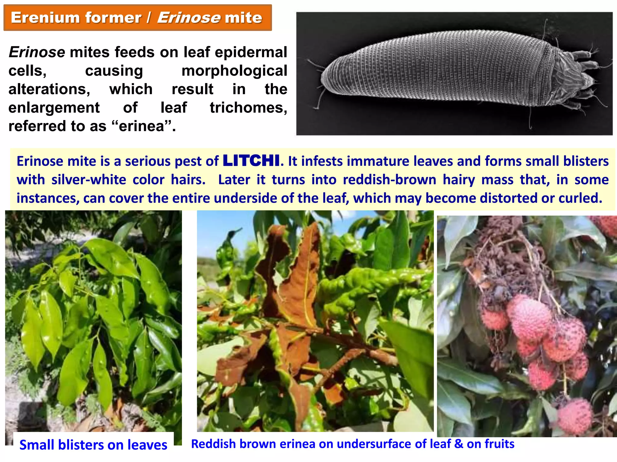 Mite damage of agricultural crops and its management | PPTX