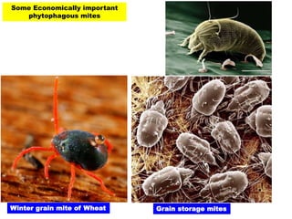 Mite damage of agricultural crops and its management | PPTX