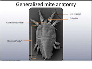 Water Mite Diagram