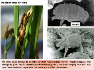 Mite damage of agricultural crops and its management | PPT