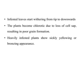 Mite pest of cereal crops.pptx