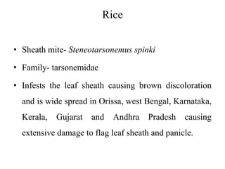 Mite pest of cereal crops.pptx | Free Download