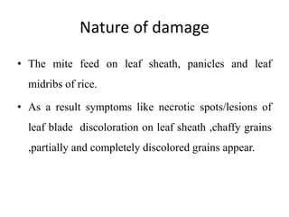 Mite pest of cereal crops.pptx