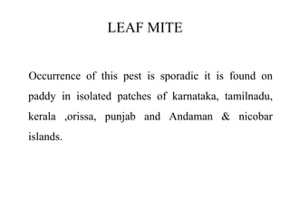 Mite pest of cereal crops.pptx