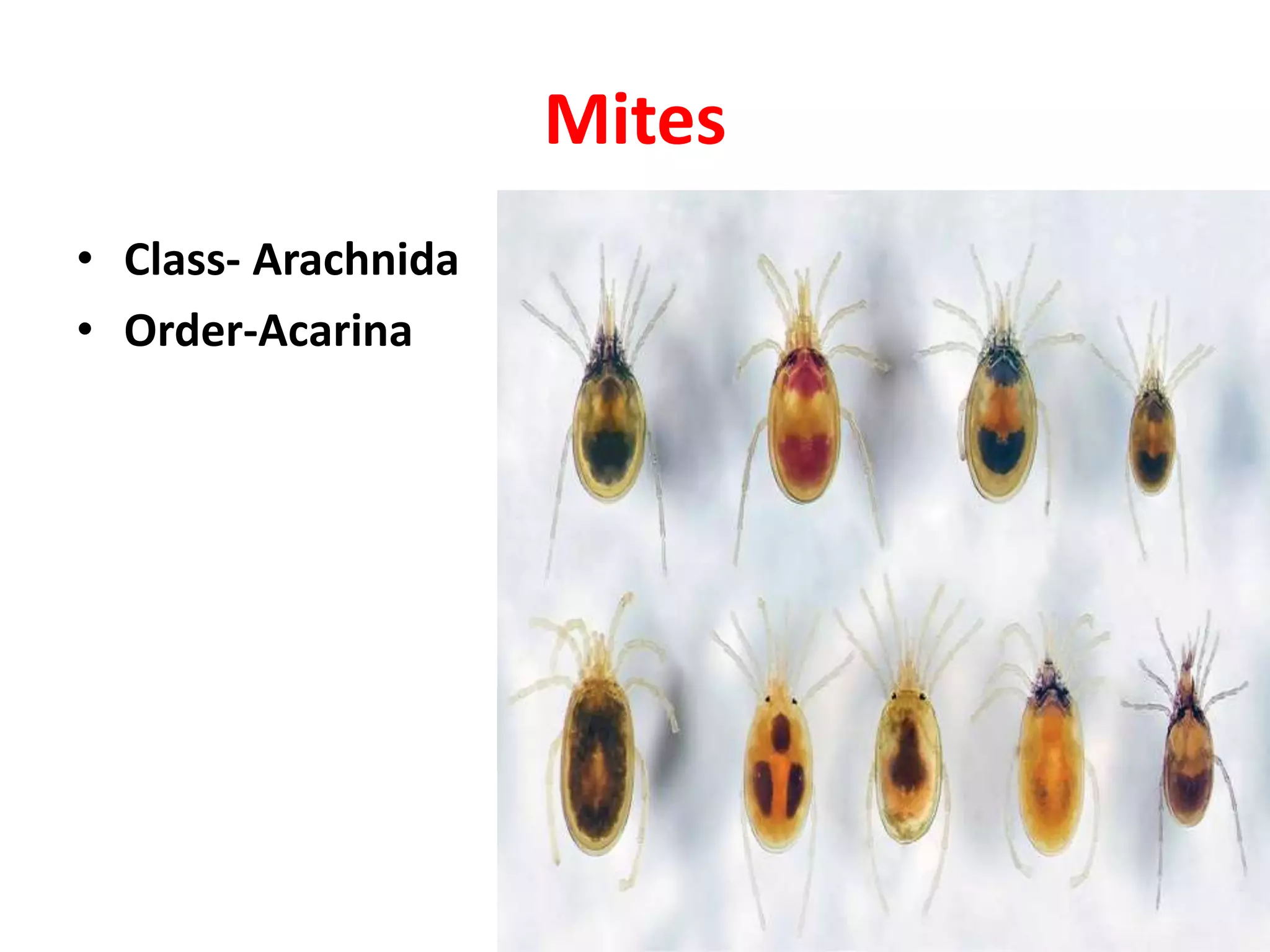 Mites ppt | PPTX