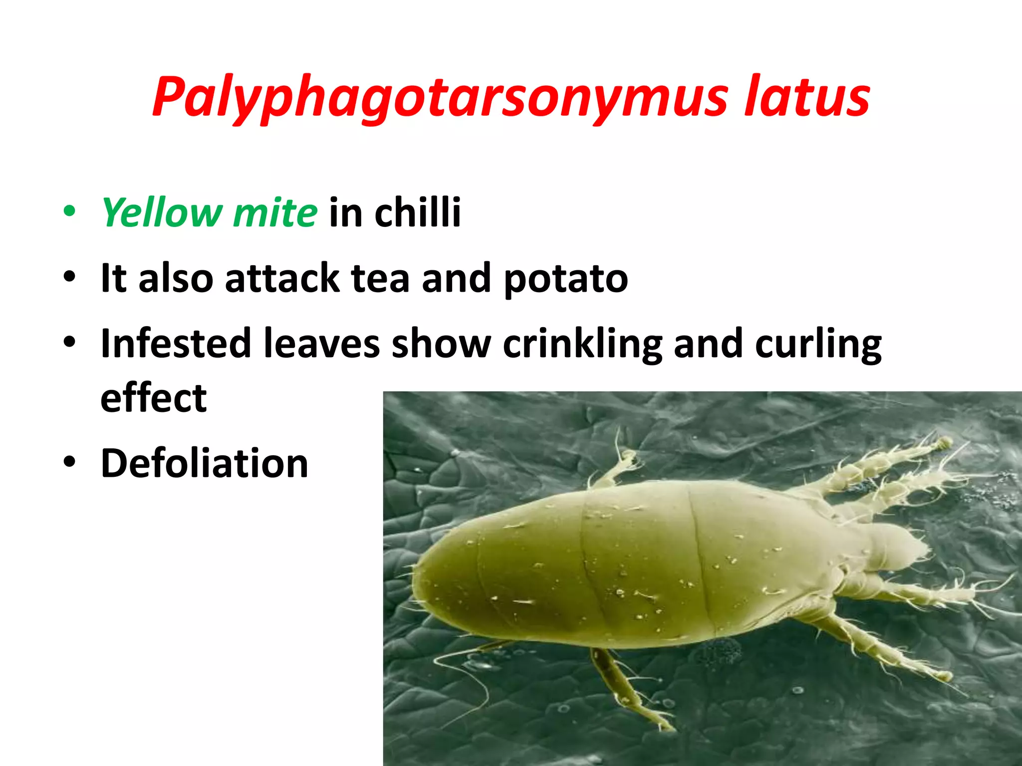 Mites ppt | PPTX
