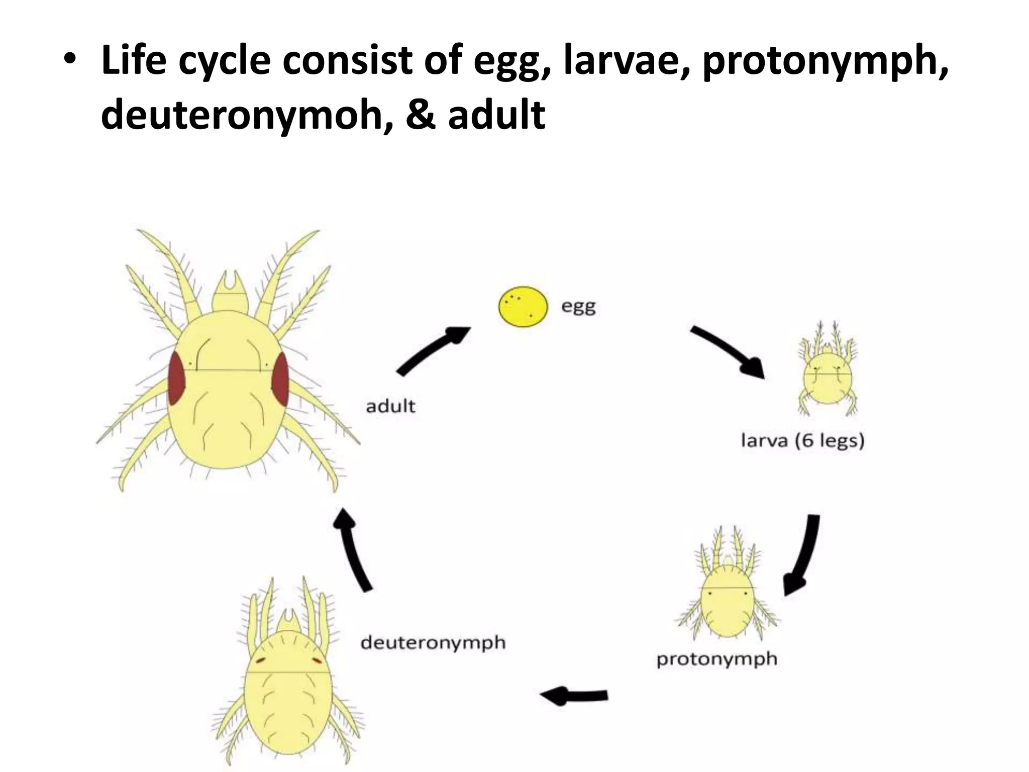 Mites ppt | PPTX