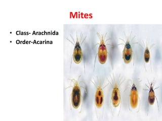 Mites ppt | PPTX