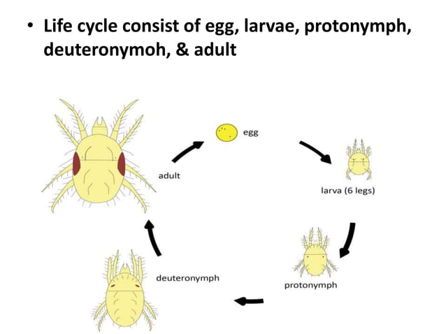 Mites ppt | PPT