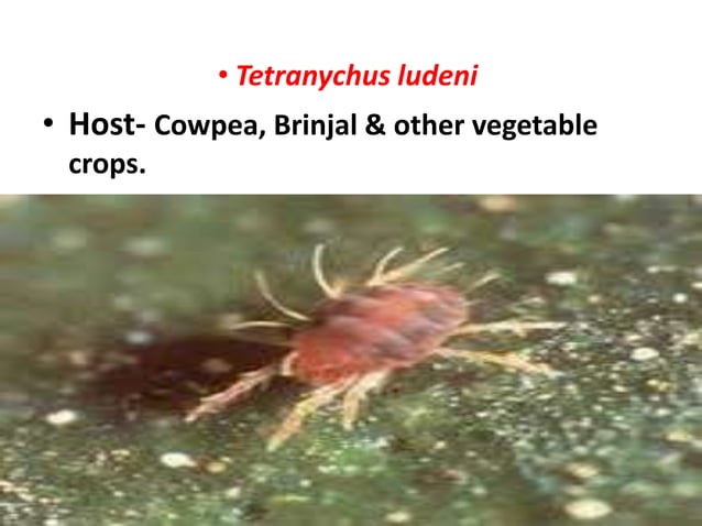 Mites ppt | PPTX