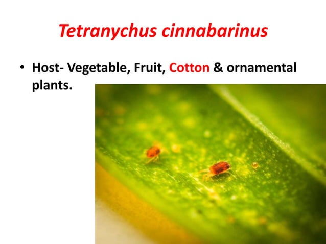Mites ppt | PPTX
