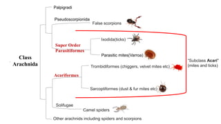 Different types of mites in crops, damages caused | PDF