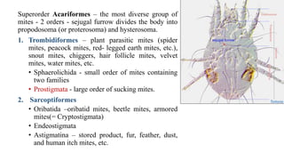 Different types of mites in crops, damages caused | PDF