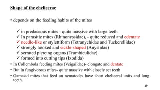 Different types of mites in crops, damages caused | PDF
