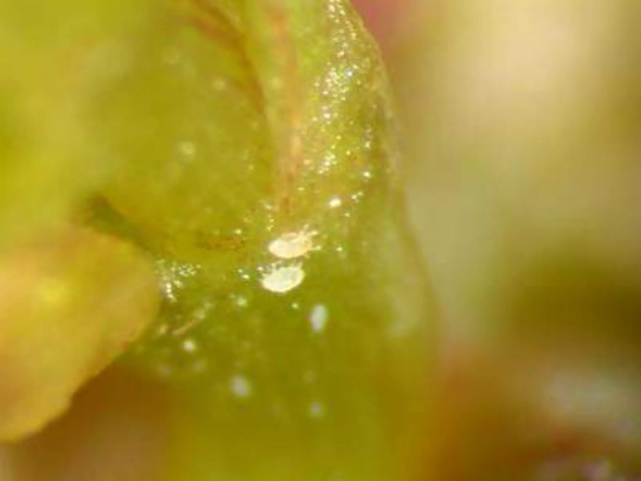 IPM - Mites injurious to vegetable crops | PPT