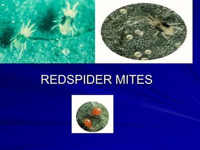 IPM - Mites injurious to vegetable crops | PPT