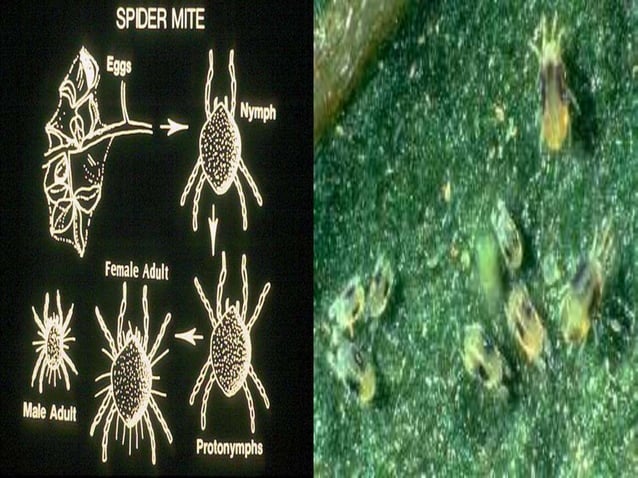 IPM - Mites injurious to vegetable crops | PPT