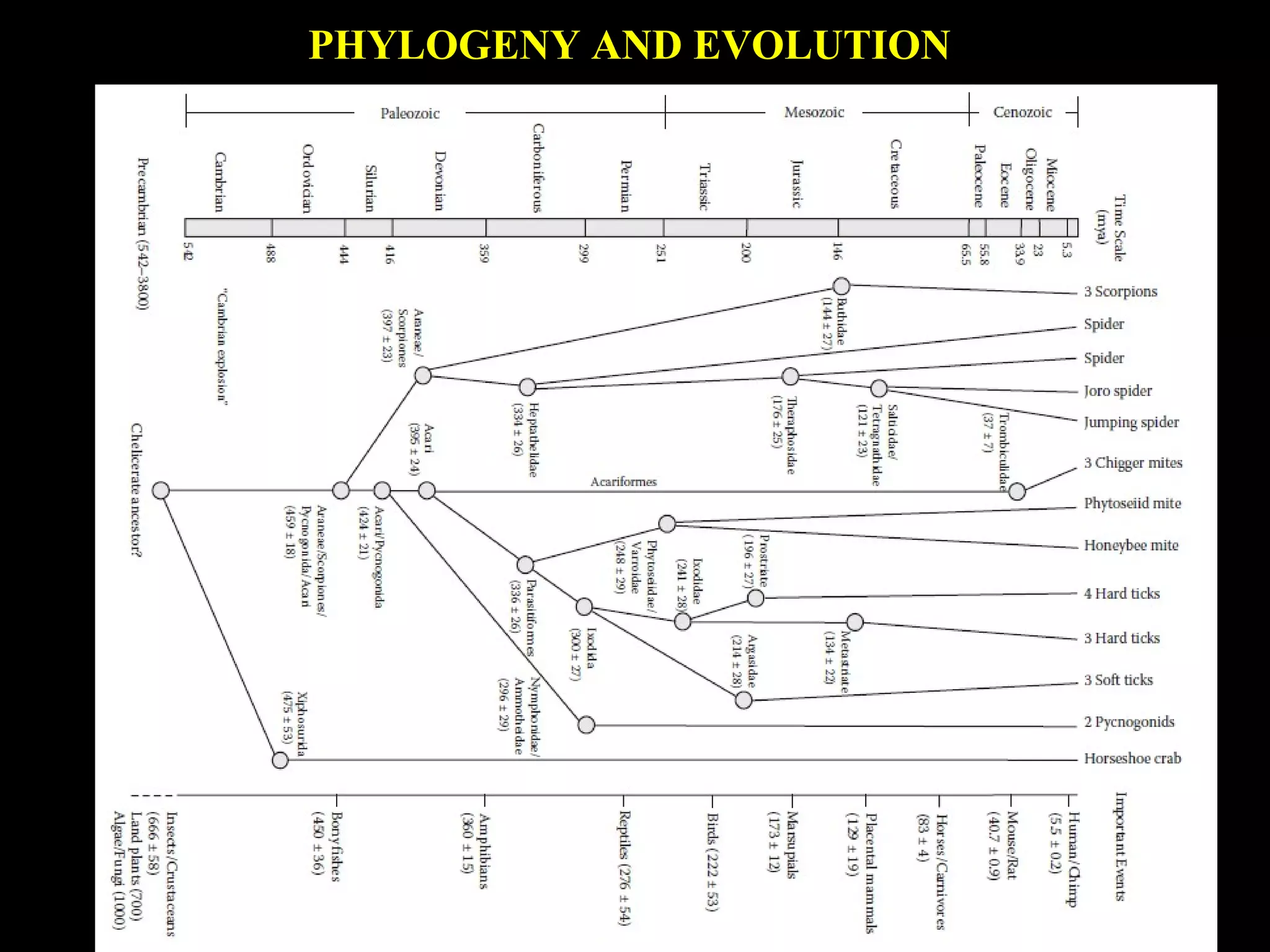Comparative morphology of Acari, phylogeny of higher categories in ...