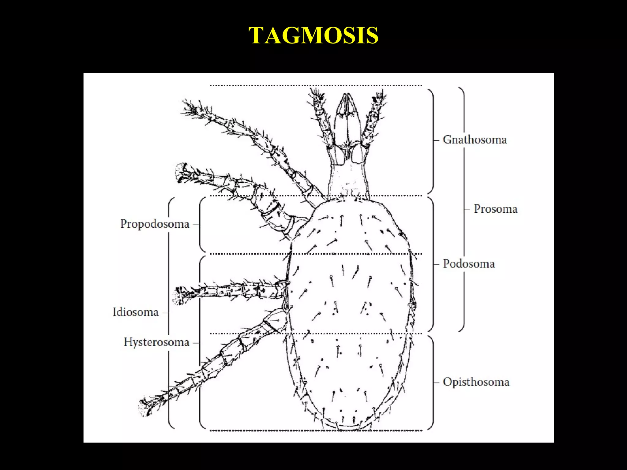 Comparative morphology of Acari, phylogeny of higher categories in ...
