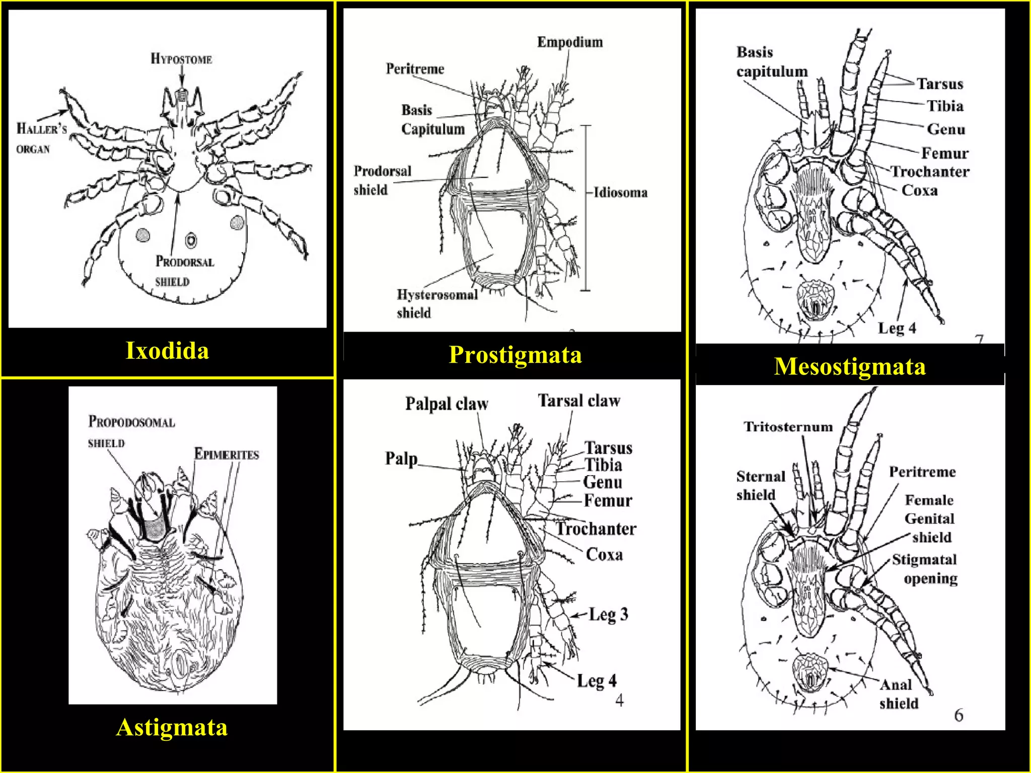 Comparative morphology of Acari, phylogeny of higher categories in ...