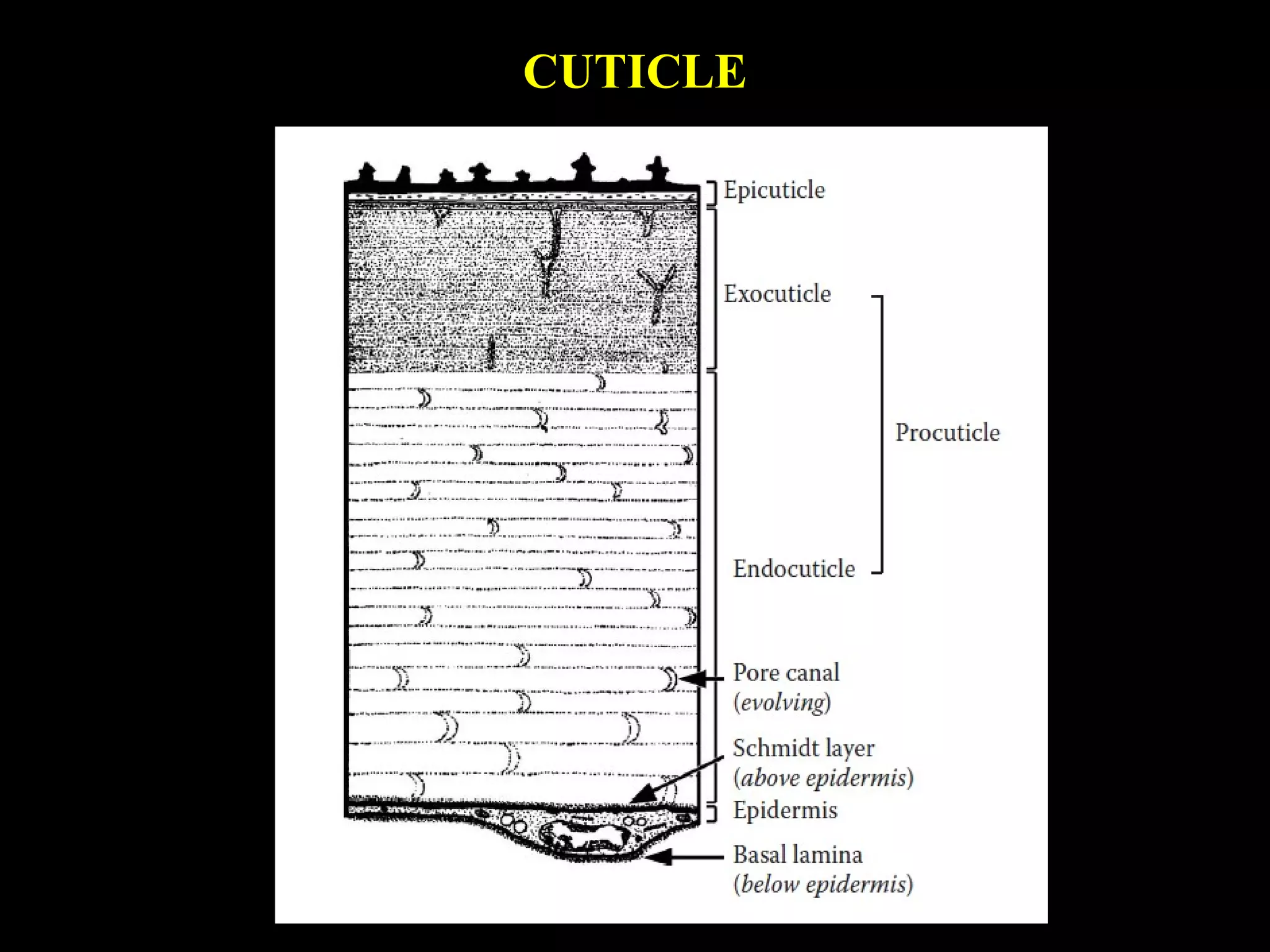 Comparative morphology of Acari, phylogeny of higher categories in ...
