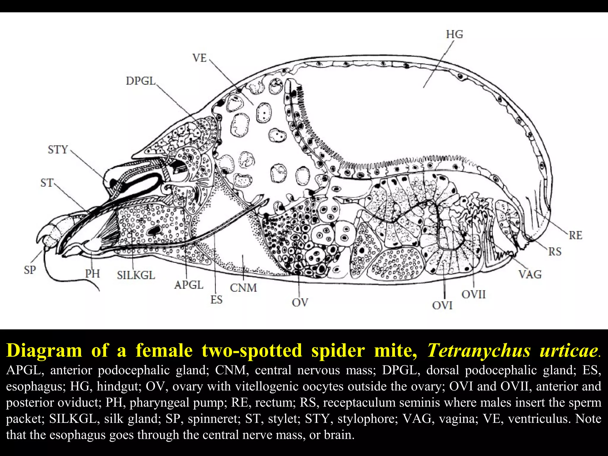 Comparative morphology of Acari, phylogeny of higher categories in ...