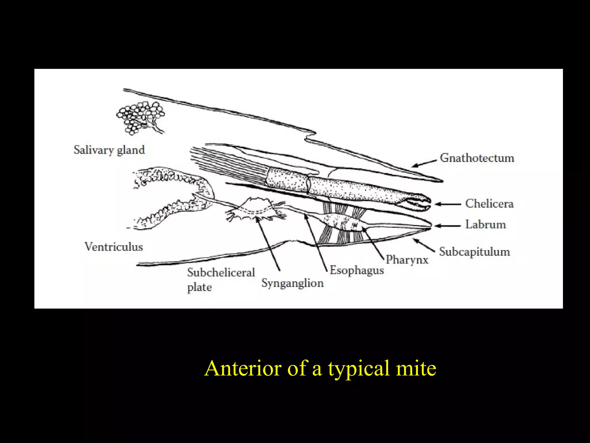 Comparative morphology of Acari, phylogeny of higher categories in ...