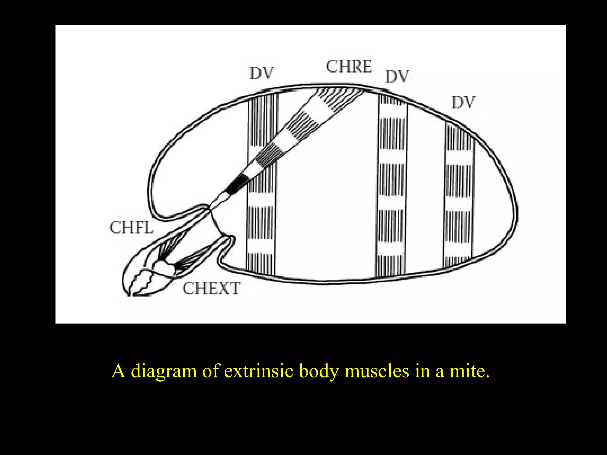 Comparative morphology of Acari, phylogeny of higher categories in ...