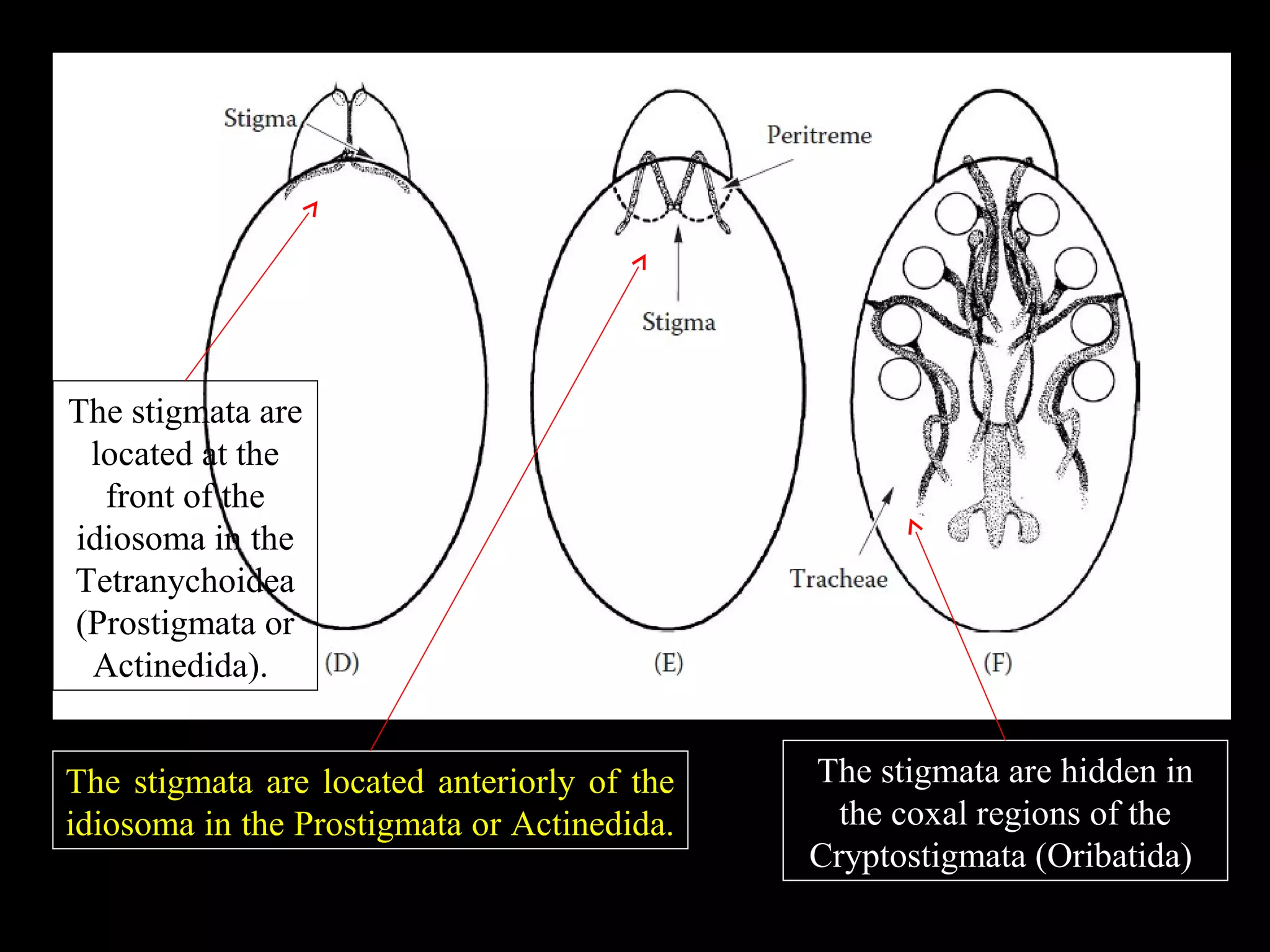 Comparative morphology of Acari, phylogeny of higher categories in ...