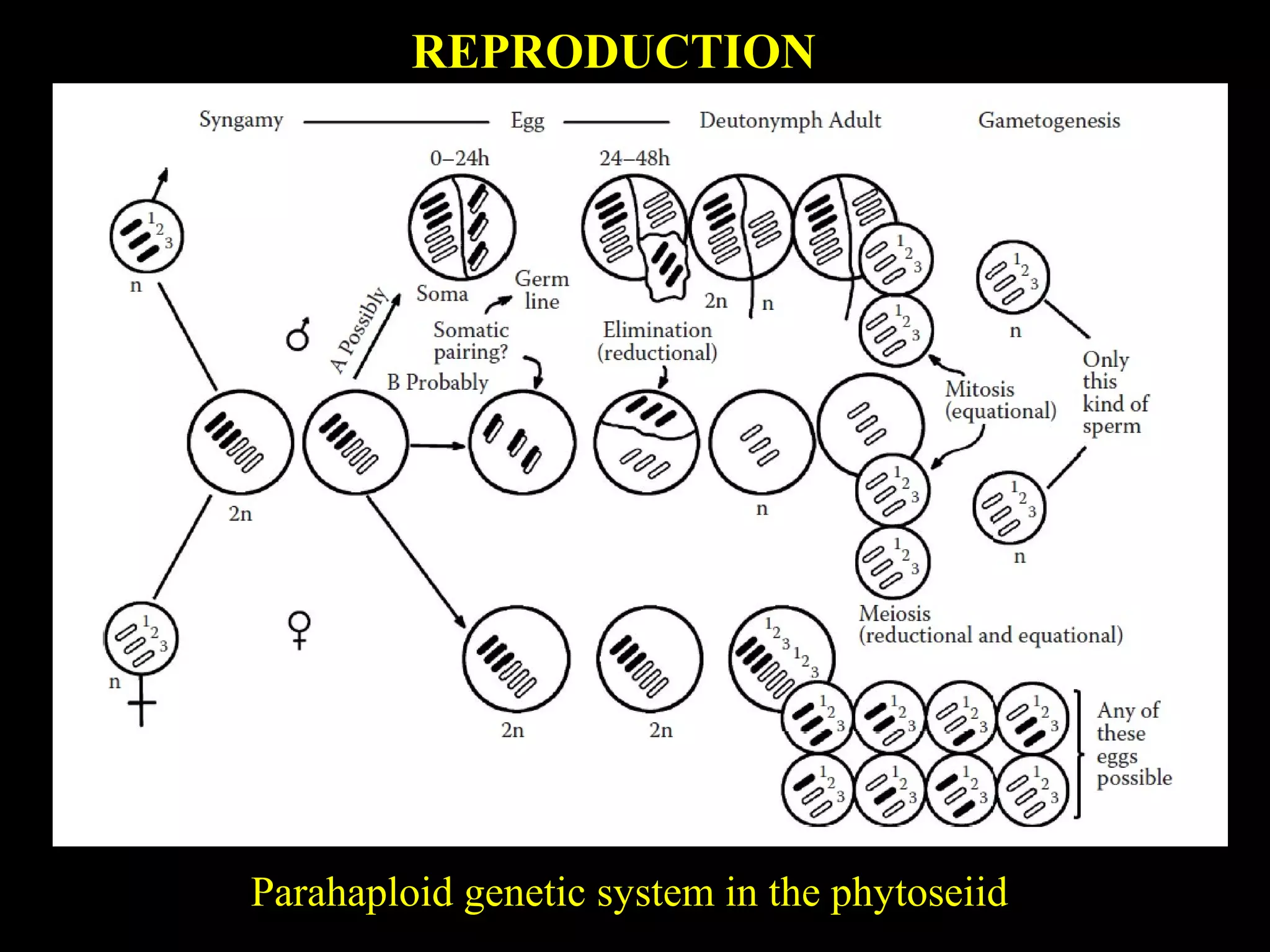 Comparative morphology of Acari, phylogeny of higher categories in ...