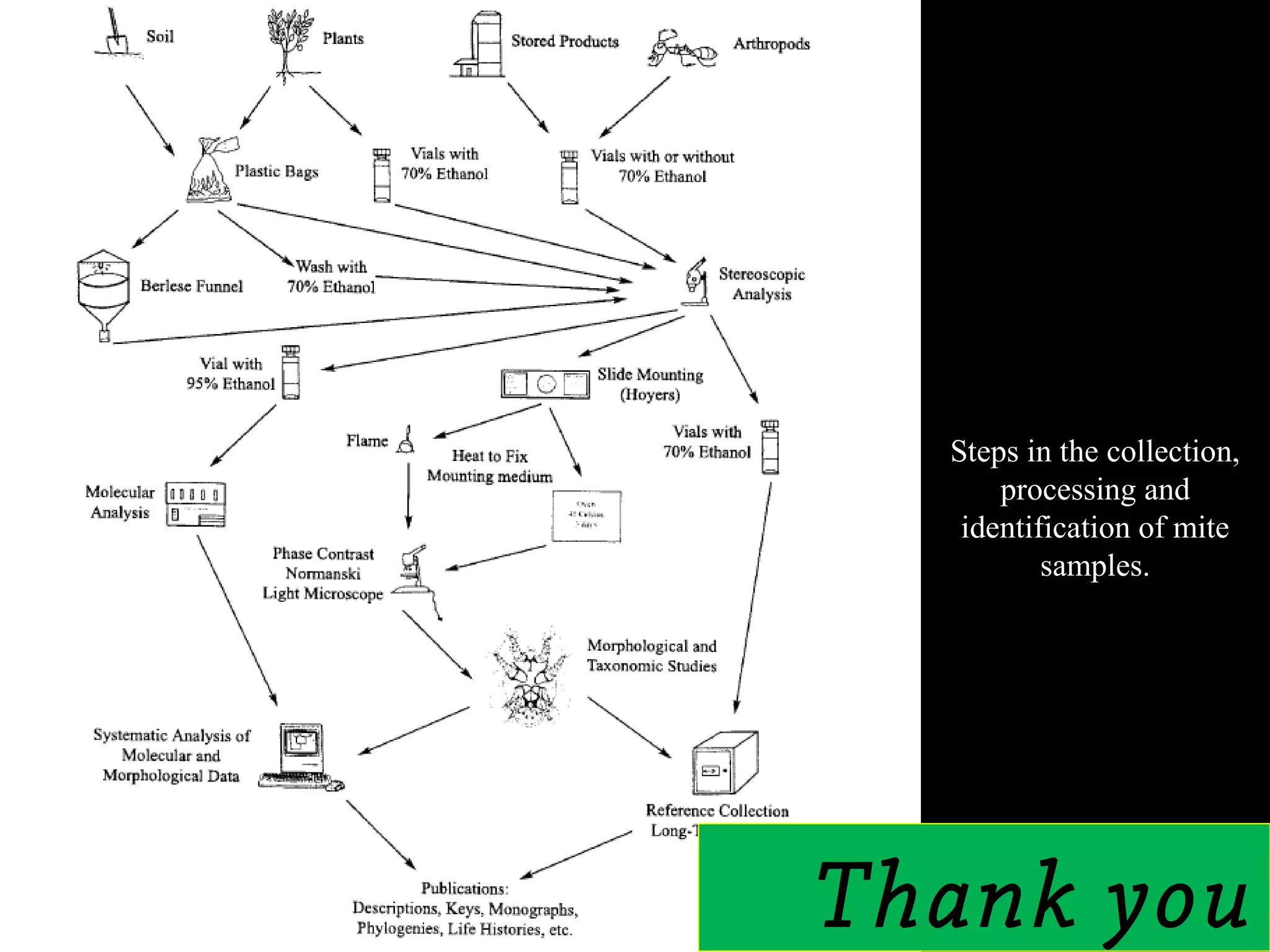 Comparative morphology of Acari, phylogeny of higher categories in ...