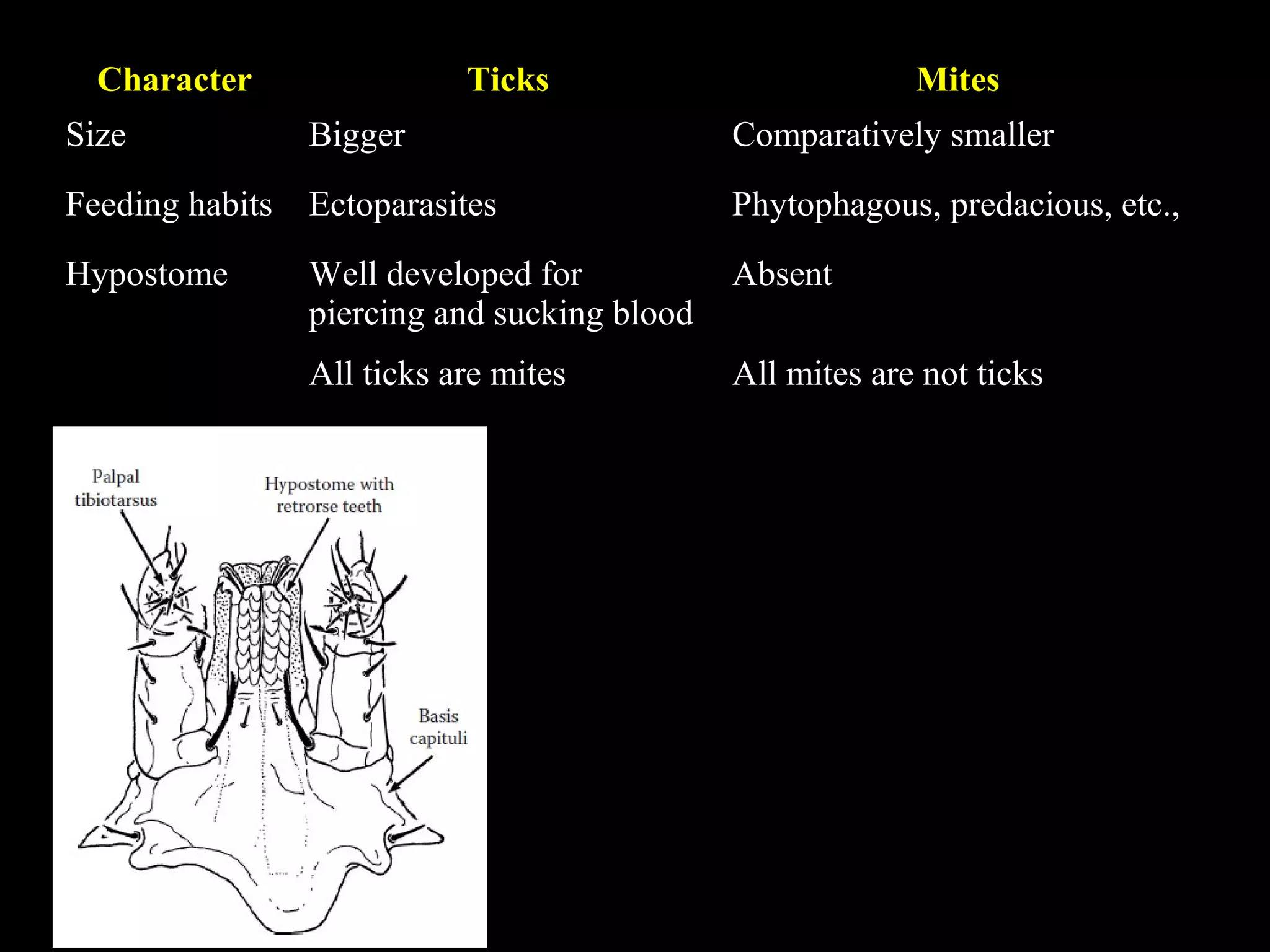 Comparative morphology of Acari, phylogeny of higher categories in ...
