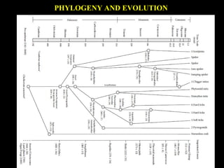 Comparative morphology of Acari, phylogeny of higher categories in ...