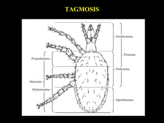 Comparative morphology of Acari, phylogeny of higher categories in ...