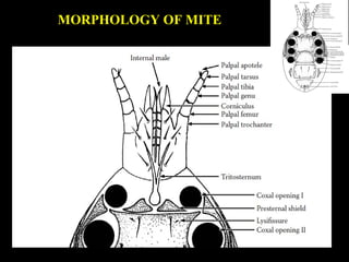 Comparative morphology of Acari, phylogeny of higher categories in ...