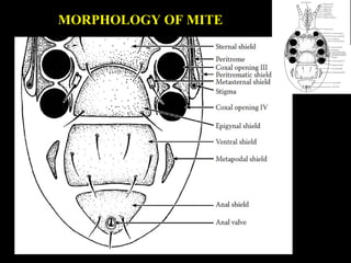 Comparative morphology of Acari, phylogeny of higher categories in ...